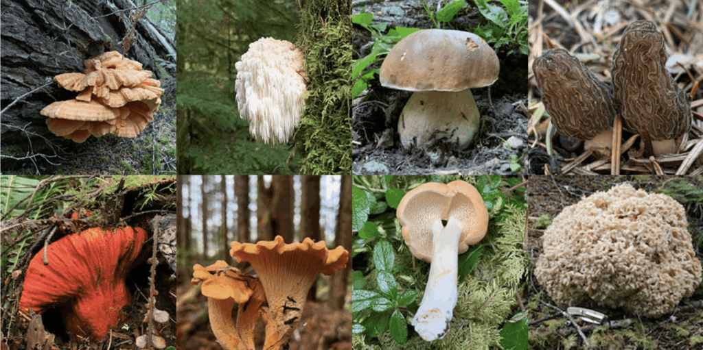 Edible Mushrooms