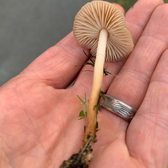 Marasmius oreades - Salish Mushrooms