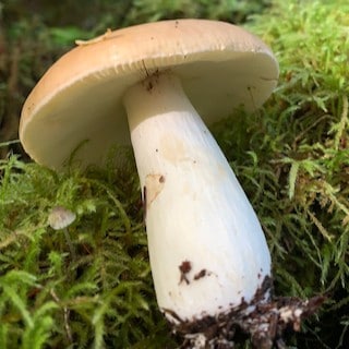 Sitka Spruce - Salish Mushrooms