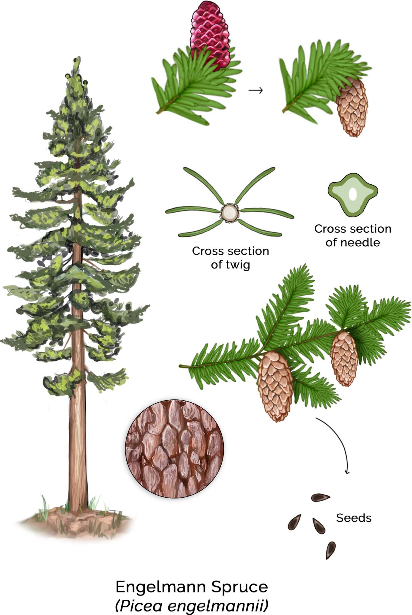 Engelmann Spruce - Salish Mushrooms